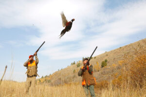 Driven Pheasant Hunting in the U.S. | Lazy Triple Creek Ranch