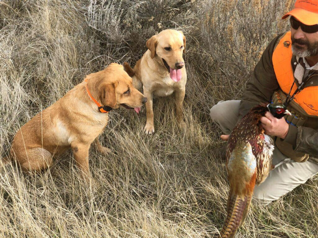 Driven Pheasant Hunting in the U.S. | Lazy Triple Creek Ranch
