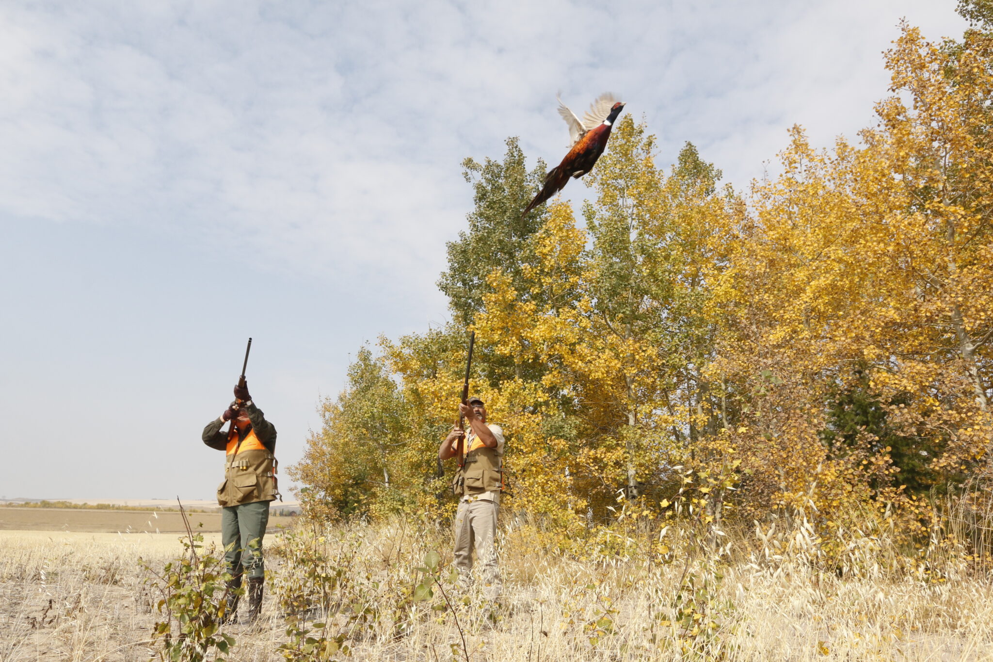 Driven Pheasant Hunting in the U.S. | Lazy Triple Creek Ranch