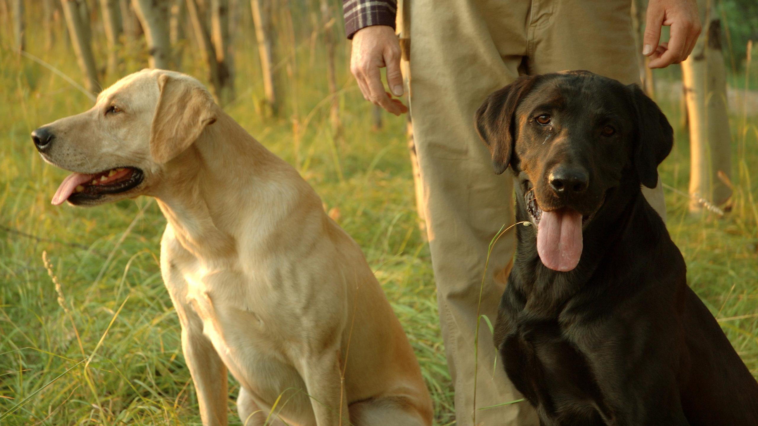 Best Driven Pheasant Hunting in the US | Pheasant Hunting Lodge