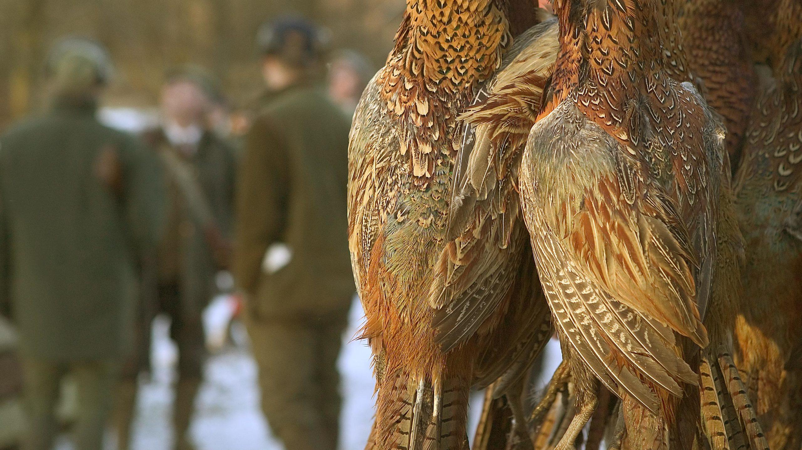 Driven Pheasant Hunting in the U.S. | Lazy Triple Creek Ranch