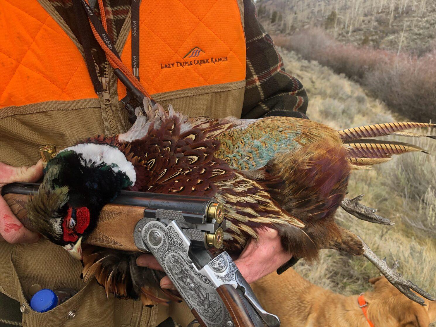 Driven Pheasant Hunting in the U.S. | Lazy Triple Creek Ranch