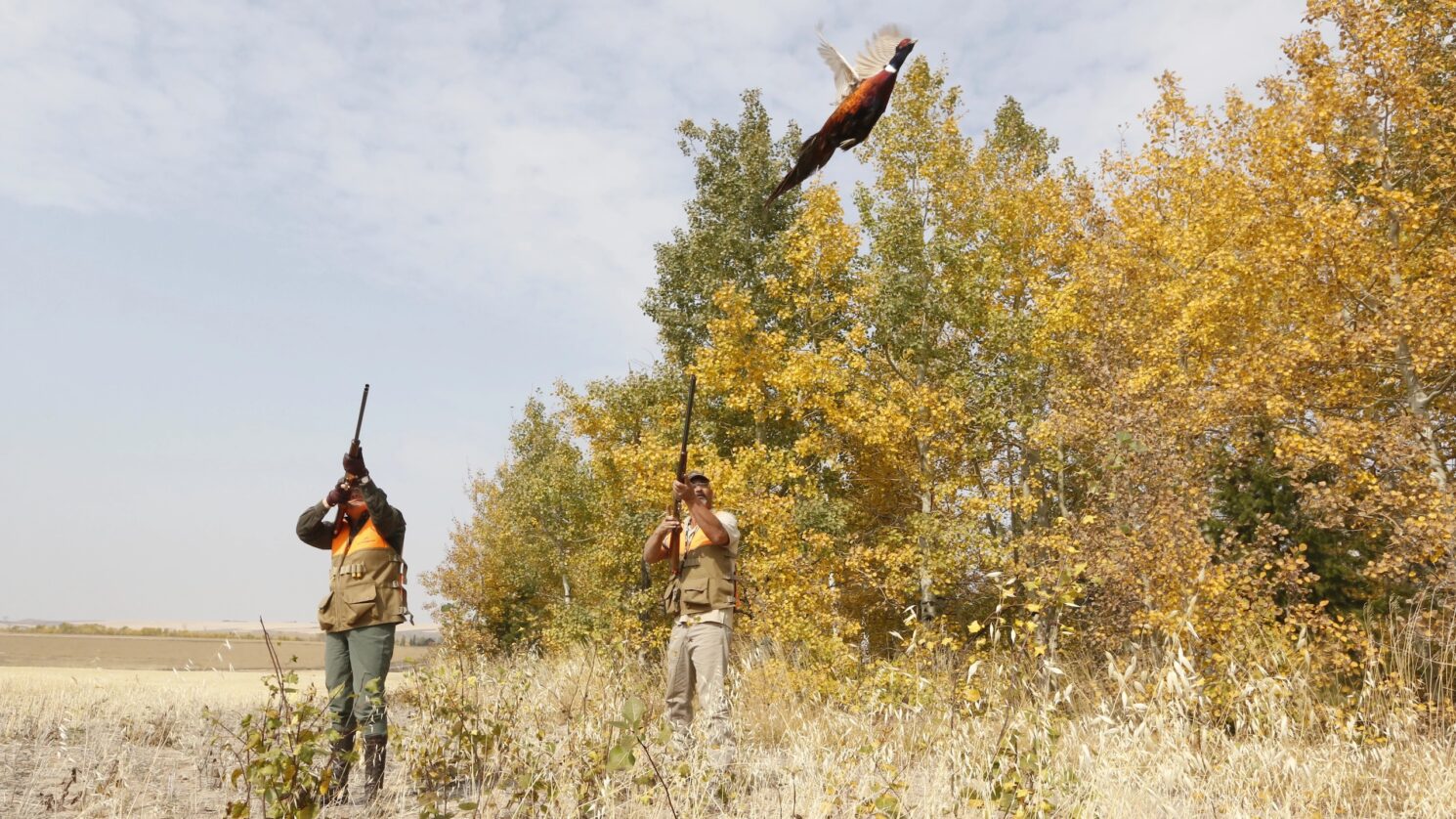 Driven Pheasant Hunting in the U.S. | Lazy Triple Creek Ranch